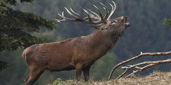 Hunting trip in Romania - Royal Hunting Romania