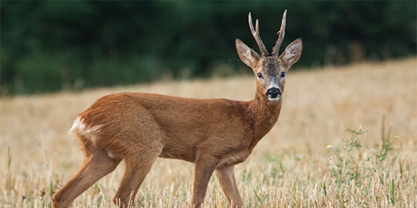 Hunting trip in Romania - Royal Hunting Romania